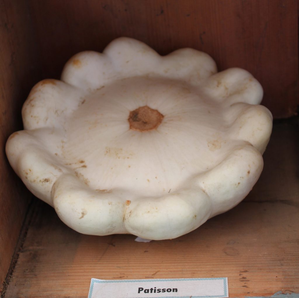 Pâtisson : une courge à la saveur fine et délicate – Jardin Pratique