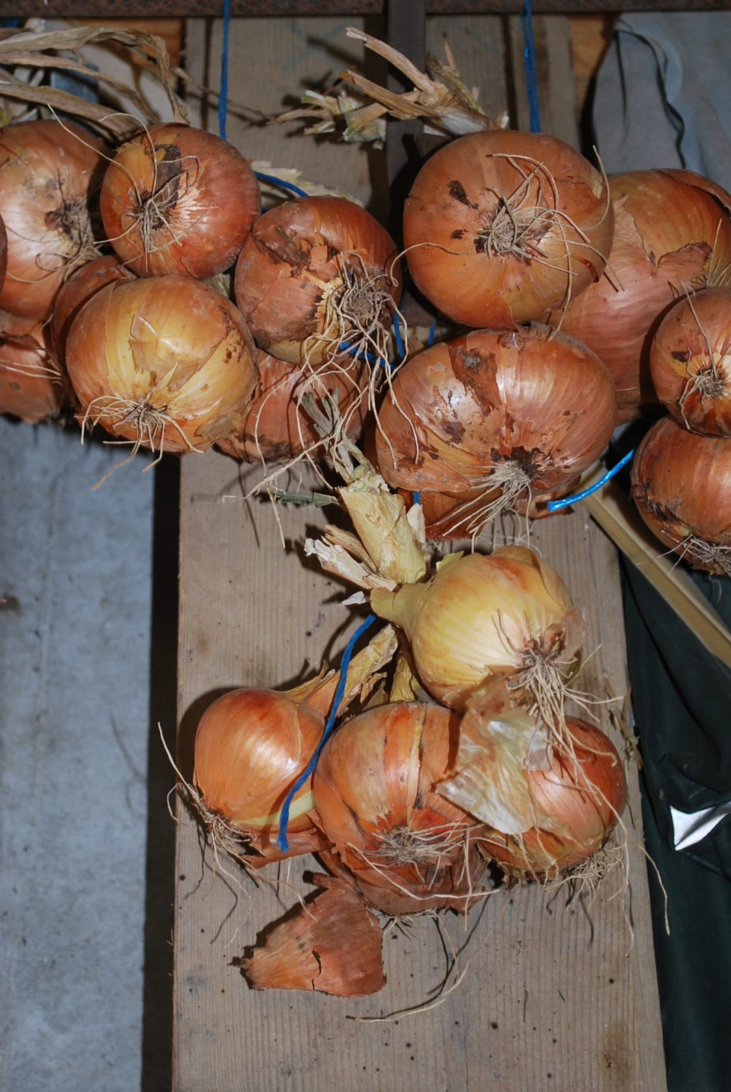 Faites des tresses d’oignons – Jardin Pratique