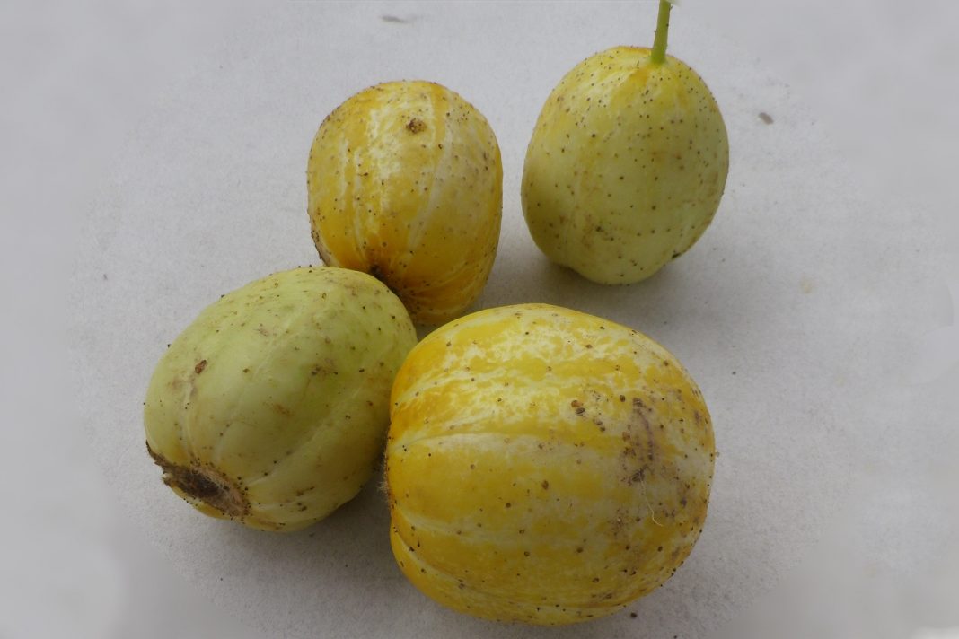 Le concombre-citron – Jardin Pratique