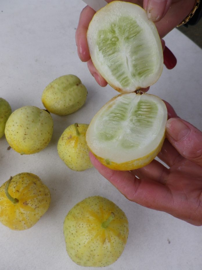 Le concombre-citron – Jardin Pratique