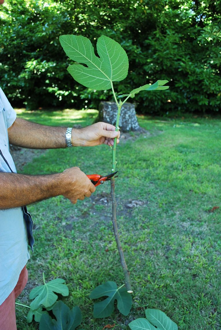 Figuier : il est facile à bouturer – Jardin Pratique