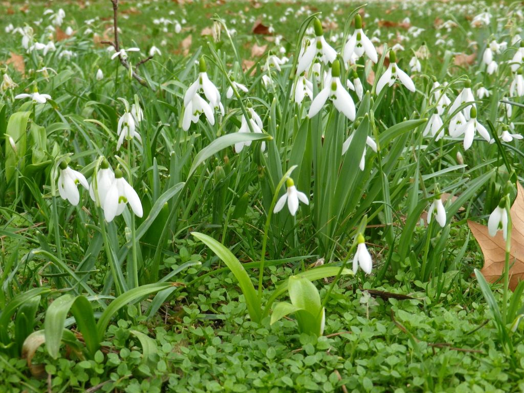 perce neige – Jardin Pratique