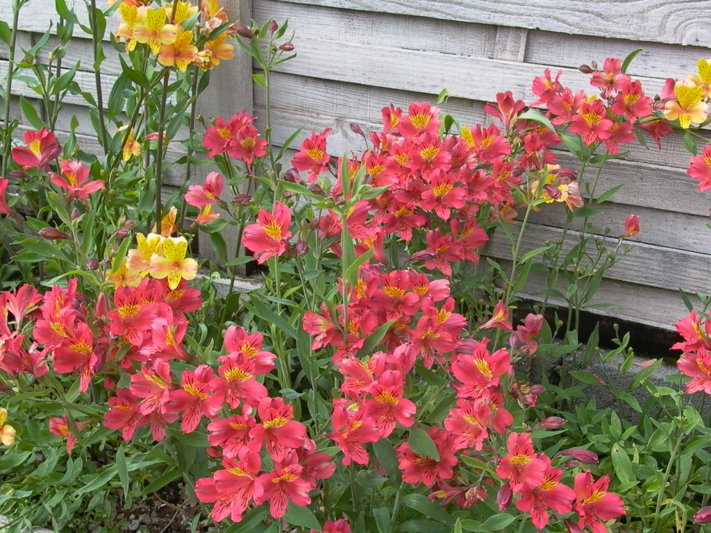 Alstroemères – Jardin Pratique