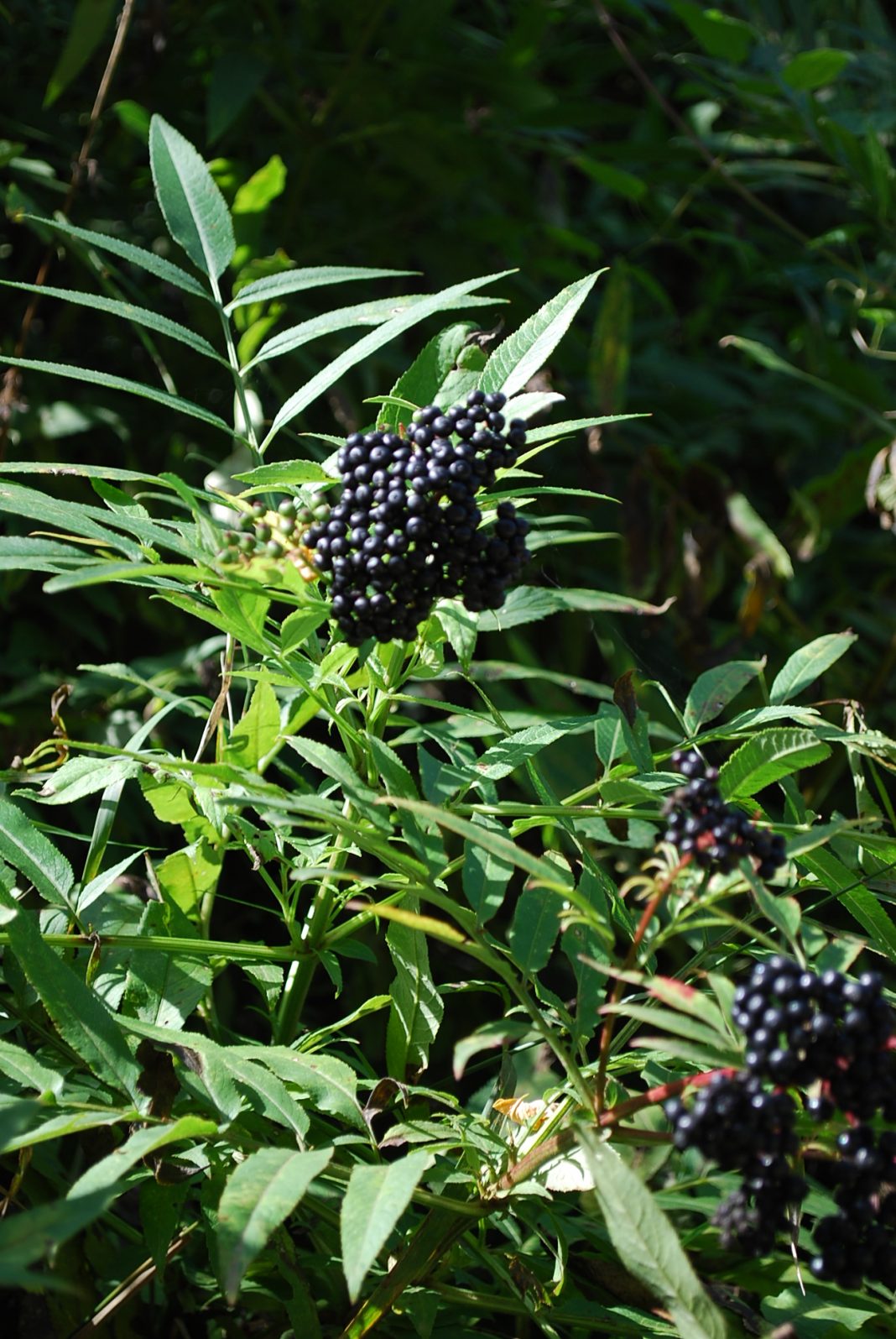 Le faux sureau – Jardin Pratique