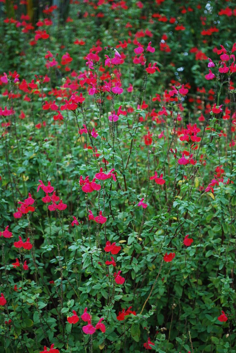 Salvia microphylla | Jardin Pratique