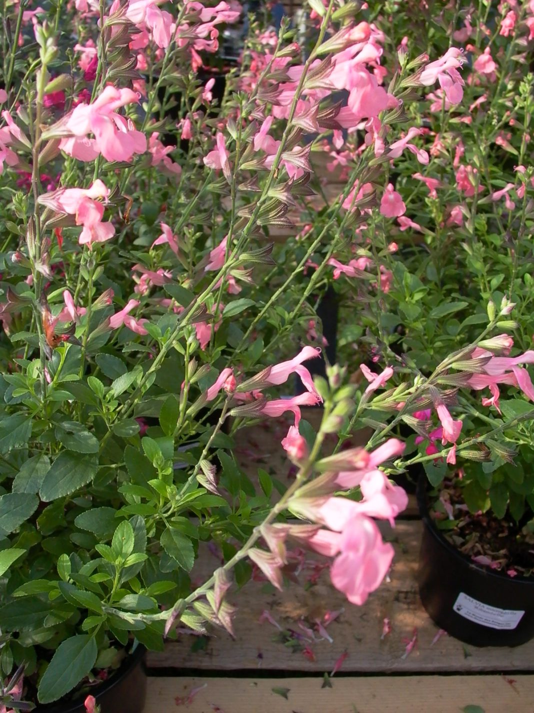 Salvia microphylla | Jardin Pratique