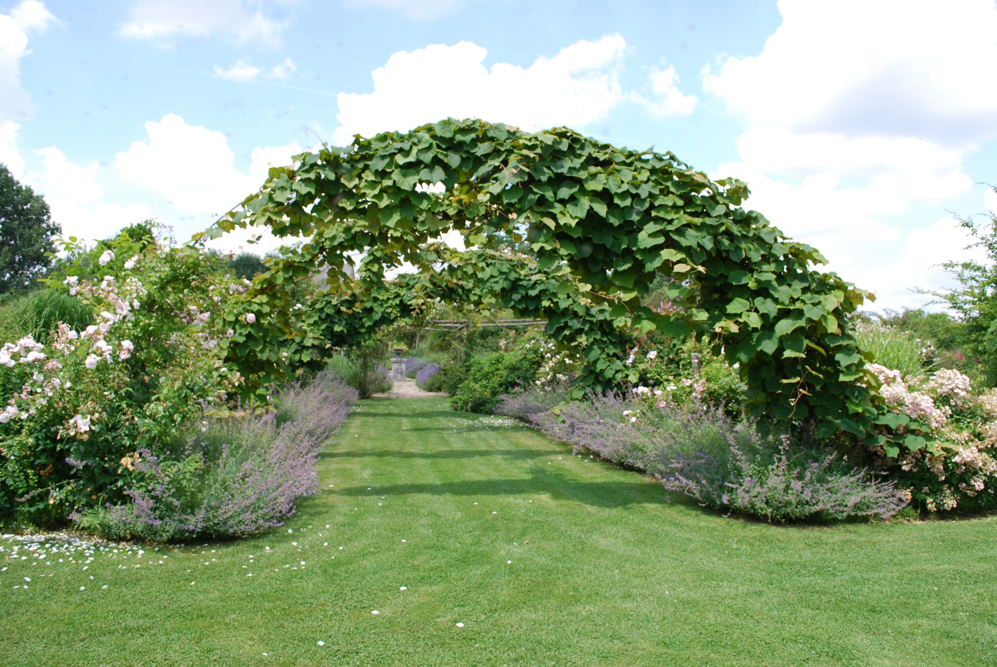 Planter une vigne sans raisin – Jardin Pratique