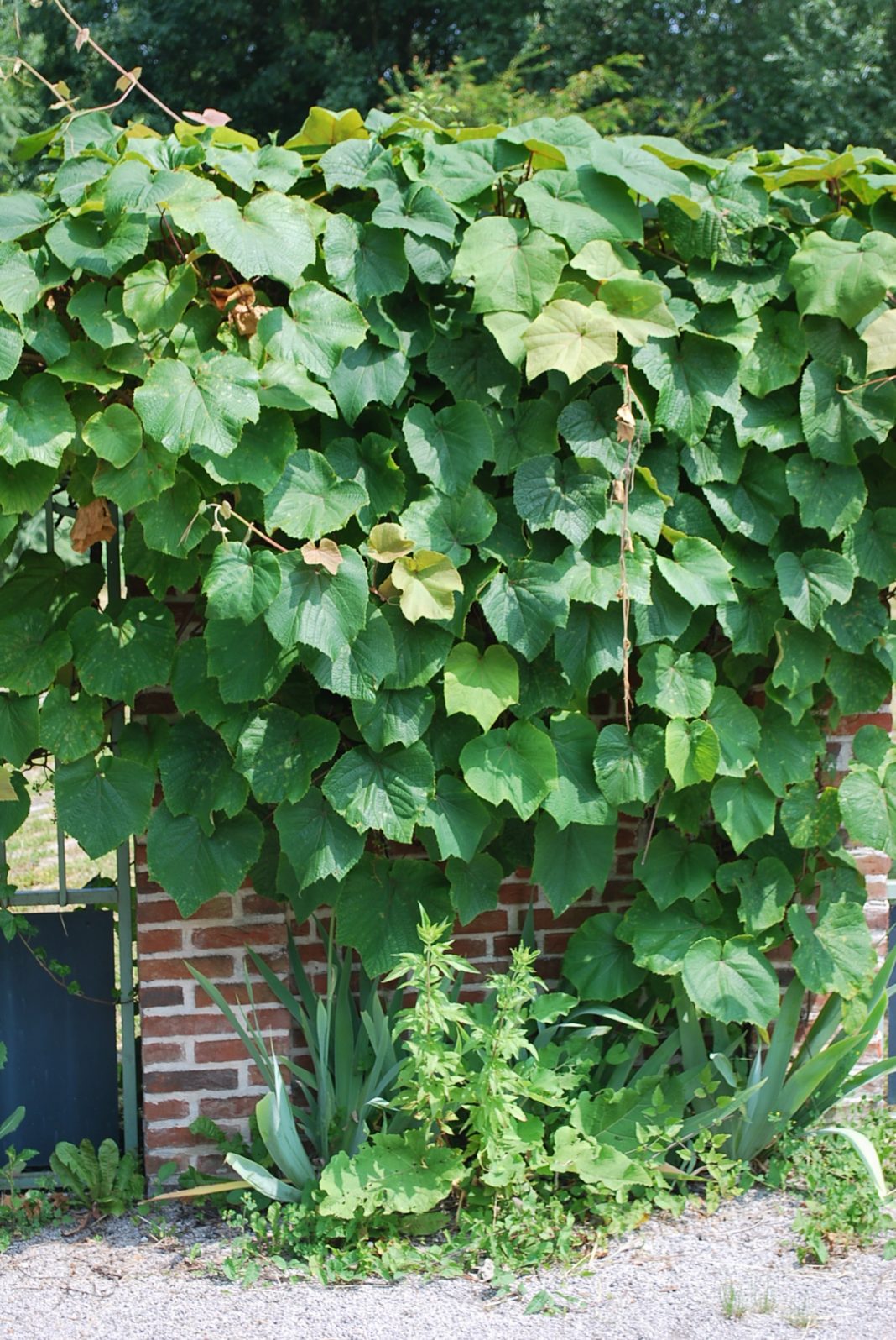 Planter une vigne sans raisin – Jardin Pratique