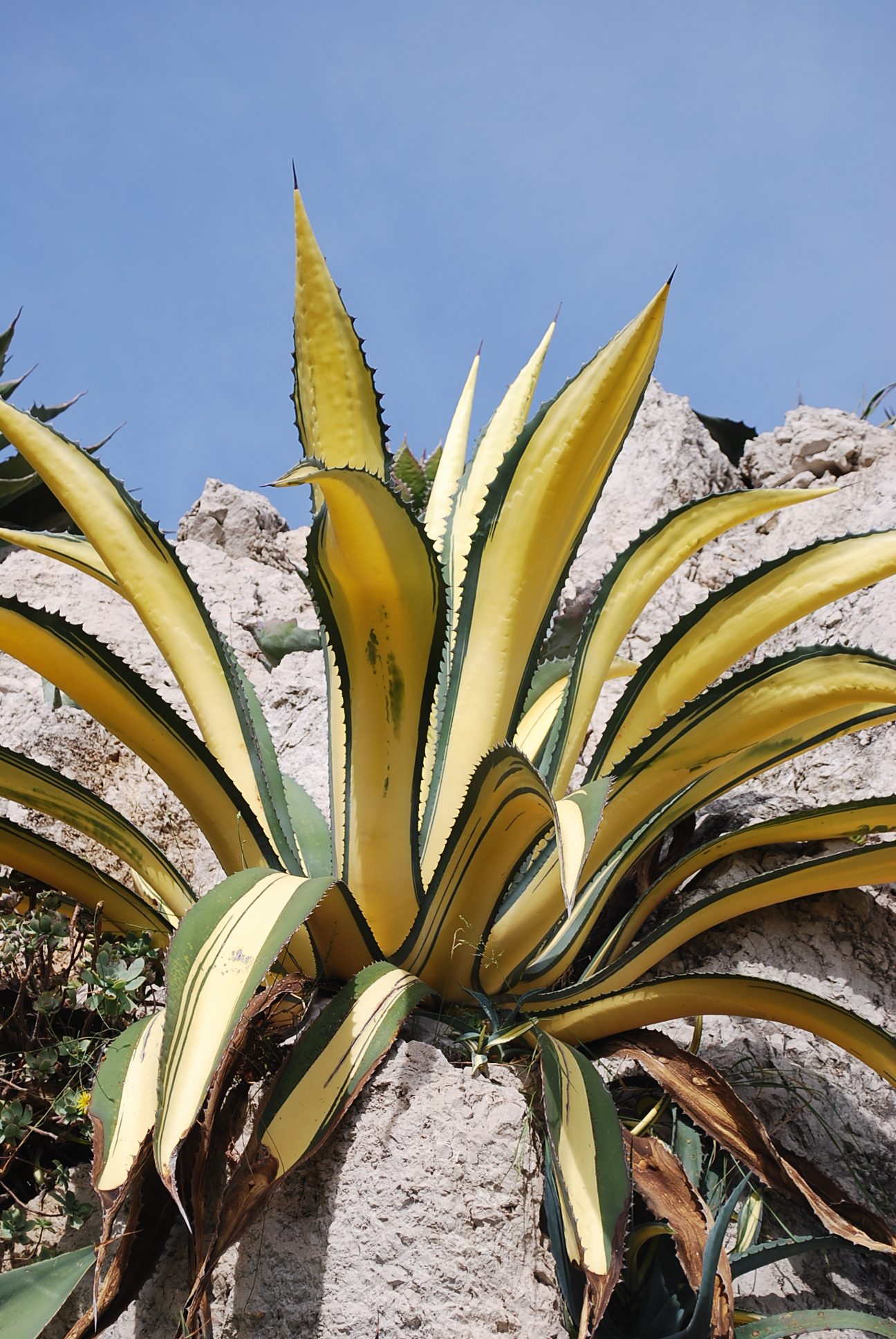 L’agave américaine – Jardin Pratique