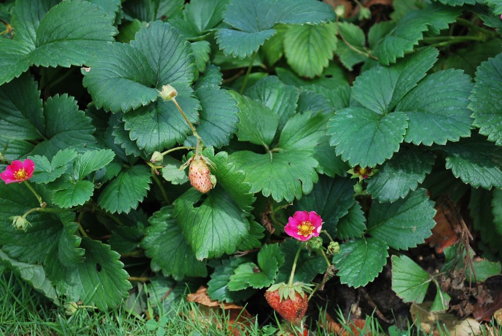 Comment planter des fraisiers dès le milieu du printemps – Jardin Pratique