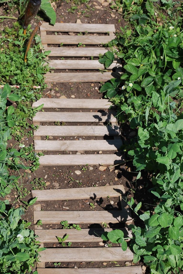 Le passe-pied au potager – Jardin Pratique